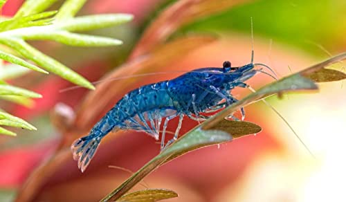 ShrimpRack 8 Blue Dream Neocaridina Freshwater Aquarium Shrimps 1/4 to 1/2 inch Long Live Arrival, 8 Count (Pack of 1)