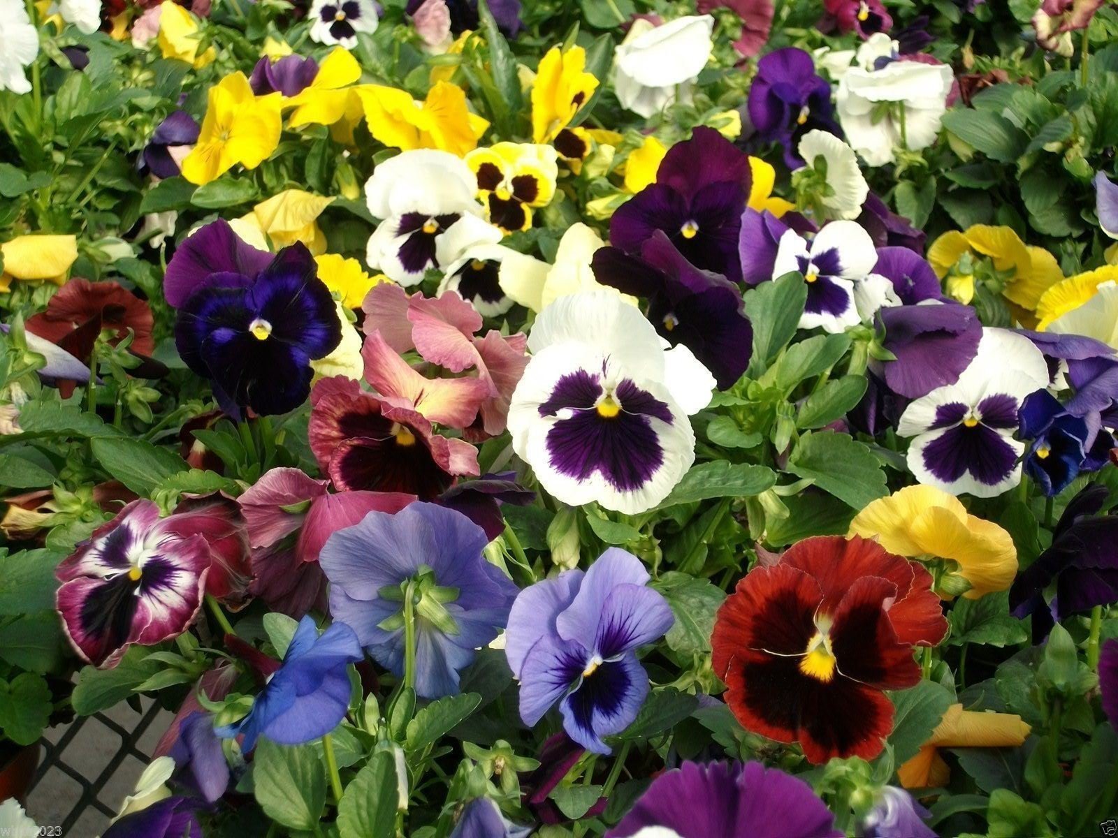 Johnny Jump-up (Viola Tricolor) purple, yellow and white - Mixed Flowers seeds!(1 oz Pack approx 28,000 Seeds)