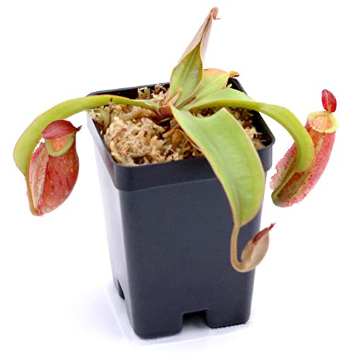Sphagnum Moss Potting Mix Soil for Carnivorous Plants, Potting Orchid, Sarracenia, Pitcher Plants, and More, All Natural (1 Qt)