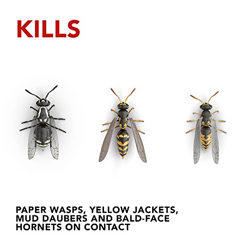 Raid Wasp and Hornet Killer (Pack - 2)