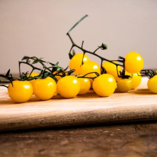 SUNSUGAR SUN SUGAR TOMATO SEED ~ SWEETEST TOMATO AVAILABLE ? - EXTREMELY SWEET - Very Early Cherry Tomato - 50 - 55 DAYS (0015 Seeds - 15 Seeds - Pkt. Size)