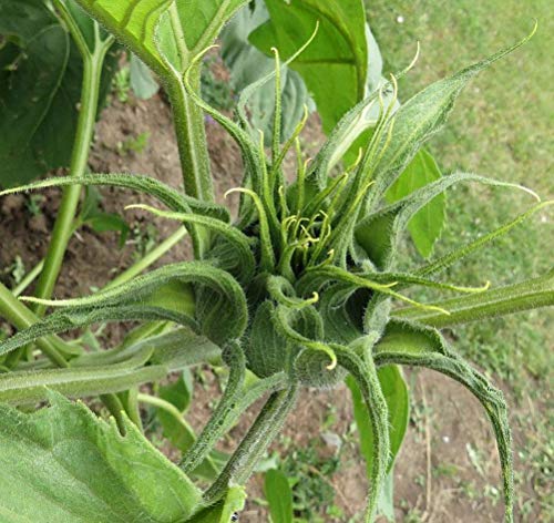 Sunflower Seeds for Planting 50 Pcs Seeds Rare Multi Color Garden Seeds Sunflowers