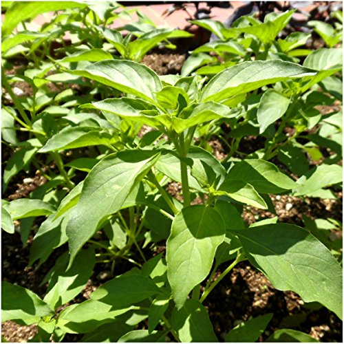 Seed Needs, Culinary Basil Herb Seed Packet Collection (8 Individual Basil Seed Varieties for Planting) Non-GMO & Untreated