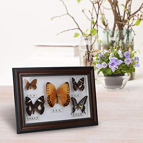 ZPSHYD Butterflies Insect Specimen Ornament, Butterflies Specimen Craft Gift Butterflies Insect Art Specimen for Home Decorate Ornament(Black)