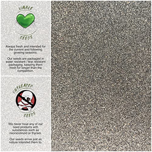 Seed Needs, Portulaca Seeds - 1,000 Heirloom Seeds for Planting Portulaca grandiflora - Moss Rose, Great for Rock Gardens (1 Pack)