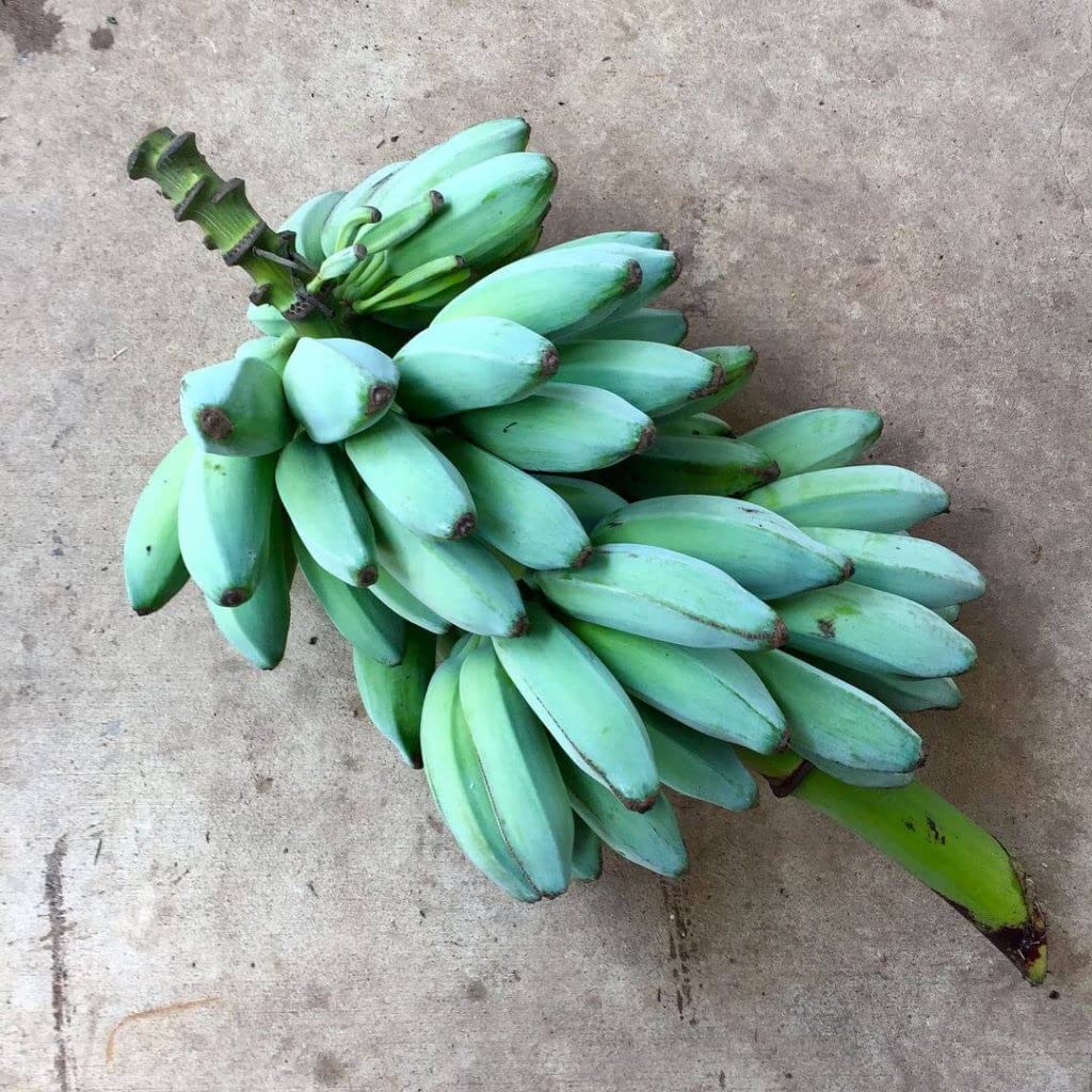 Ice Cream Banana Tree, Blue Java Banana Plant Live, Edible Fruit Tree for Planting 4 to 6 Inches