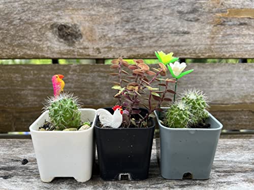 Ray 1979 Miniature Dollhouse Fairy Garden Accessories 5 pcs Set for DIY Decorations, Mini Figurines for Mini Garden, Terrarium, Bonsai, Cactus, Moss Landscape (Flower 5 Pcs)