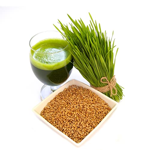 Todd's Seeds - 1 Pound of Wheatgrass Seeds - Non GMO Sprouting Seeds - Grind Into Whole Wheat Flour - Pet Grass - Cat Grass for Indoor Cats - Wheat Grass Seeds