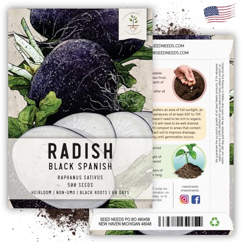 Seed Needs, Black Spanish Radish Seeds - 500 Heirloom Seeds for Planting Raphanus sativus - Non-GMO & Untreated (2 Packs)