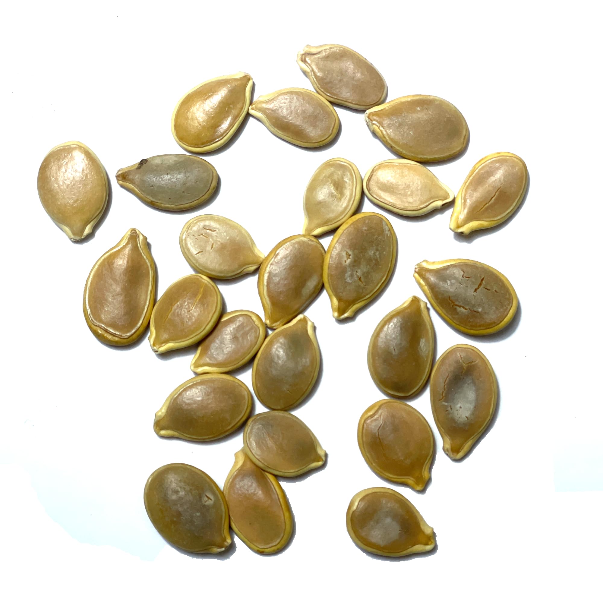 Seed Needs, Blue Jarrahdale Pumpkin Seeds - 20 Heirloom Seeds for Planting Cucurbita Maxima - Non-GMO & Untreated - Tasty Decorative Pumpkin for Halloween & Fall (1 Pack)