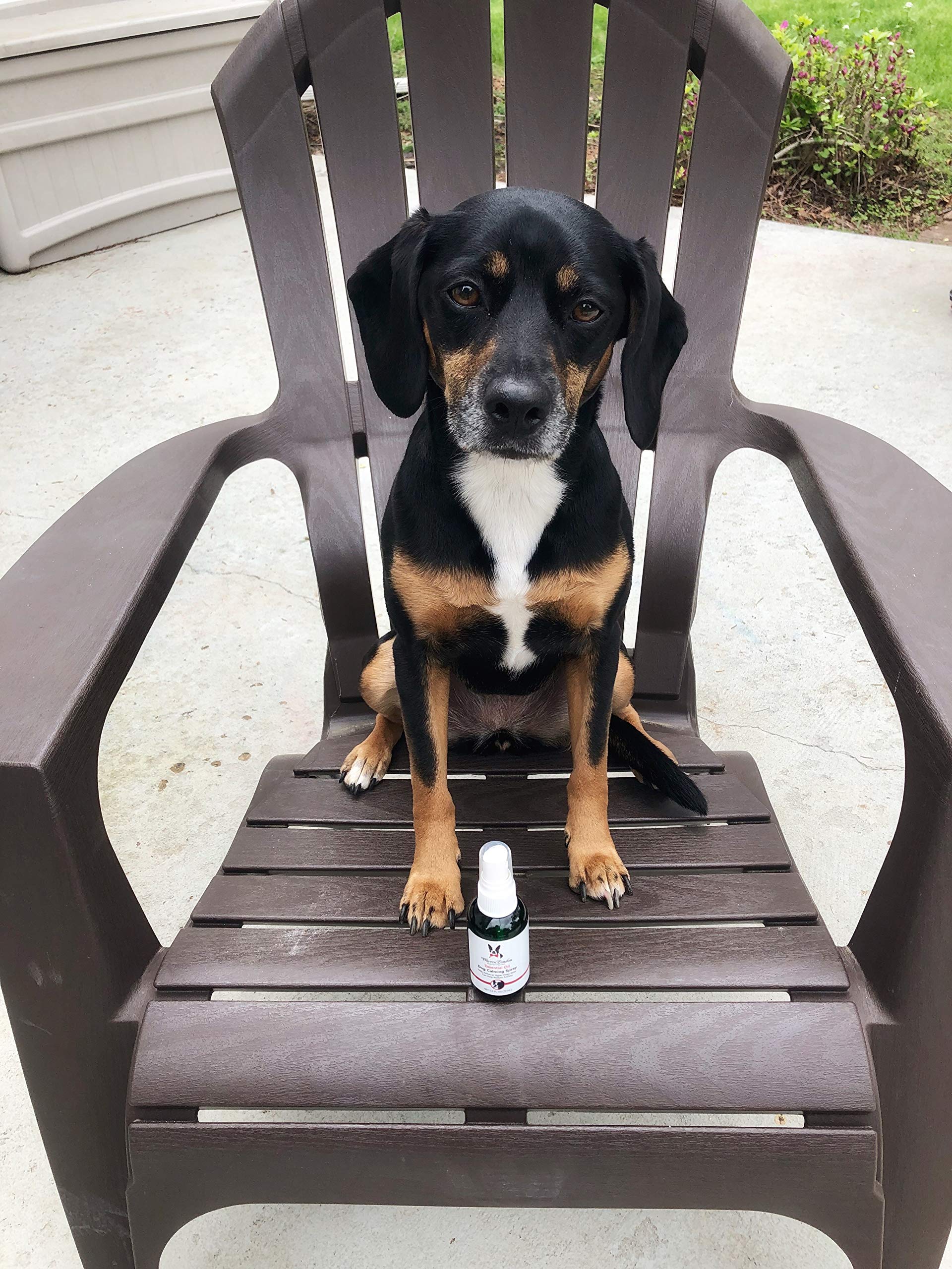Warren London Premium Essential Oil All Natural Dog Calming Spray, Relaxes and Provides Anti-Anxiety Relief for Hyper Active Dogs | Made in USA