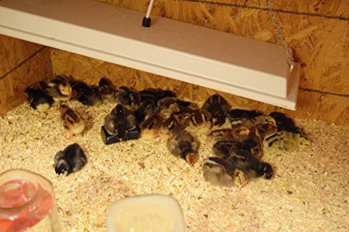 SWEETER HEATER Infrared Heater for Chicks & Pets, Overhead 11x30, 100 Watt