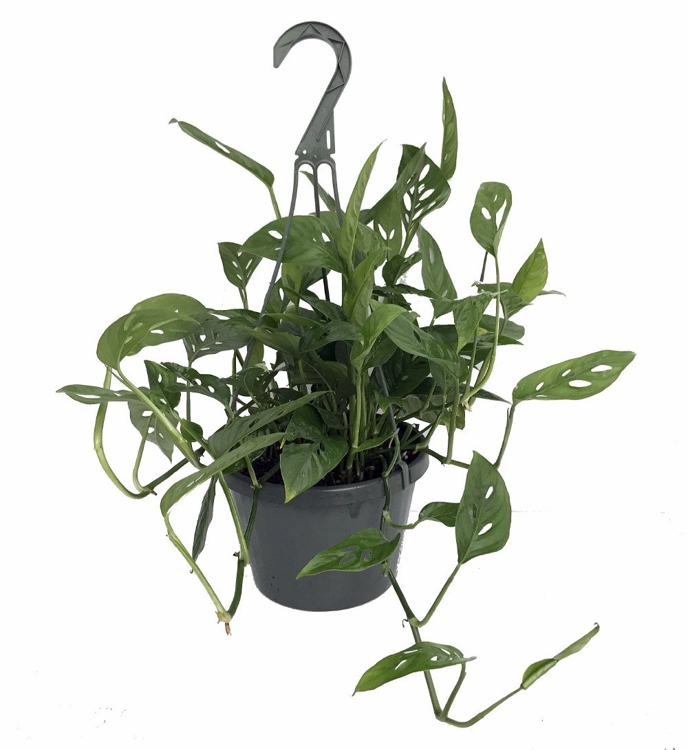 Swiss Cheese Plant - Monstera adansonii - Easy to Grow Old Favorite - 4" Pot