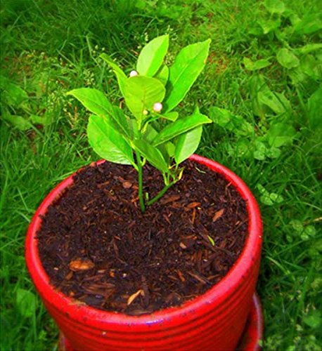 RETS Seeds:10PCS/Bag Edible Fruit Meyer Lemon, Exotic Bonsai Lemon Tree Fresh