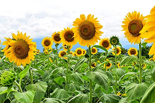 Skyscraper Sunflower Seeds for Planting | 100+ Seeds | Huge 15-20 feet Tall with Giant Sunflowers | Made in USA, Ships from Iowa