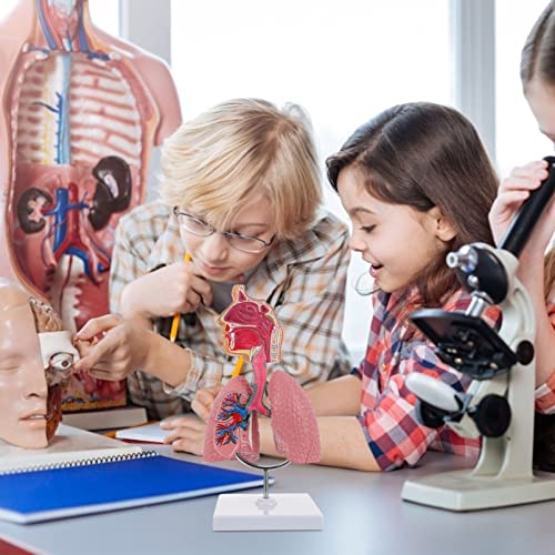 VILLCASE Human Nasal Cavity Throat Anatomy Model, Human Lung Model, Respiratory System Lung Model Teaching Tool, for Students Study Display Teaching Model