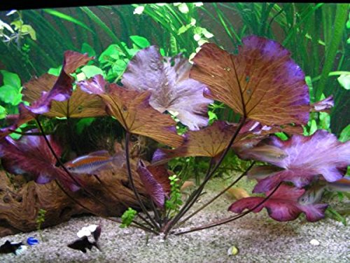 Tiger Lotus Bulbs - Freshwater Aquatic Plant | Sprouts in Tanks Under 72F