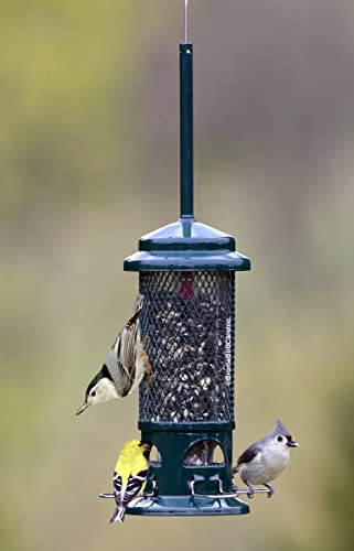 Squirrel Buster Standard Squirrel-proof Bird Feeder w/4 Metal Perches, 1.3-pound Seed Capacity, garden green