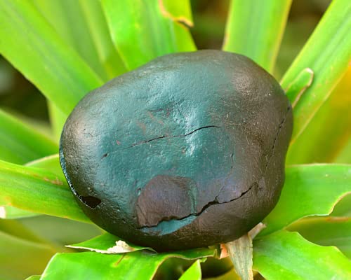 Vishnu Shaligram,2.5"X2.25"Inch Mahavishnu Shaligram, Shaligram Shila, Gandaki River Nepal, Shaligram Stone, Religious Gift, Shaligram from Nepal-I-6052