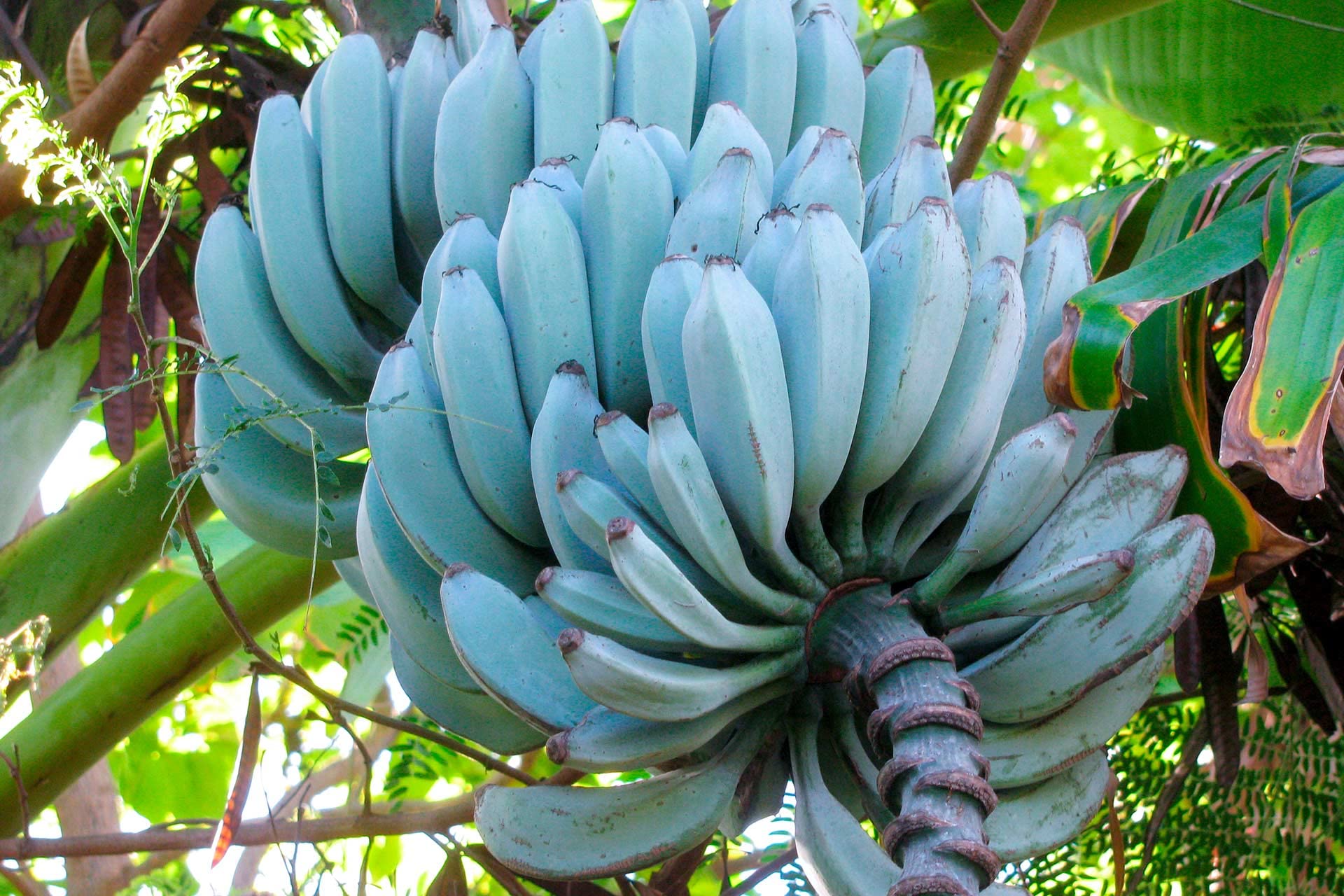 Ice Cream Banana Tree, Blue Java Banana Plant Live, Edible Fruit Tree for Planting 4 to 6 Inches
