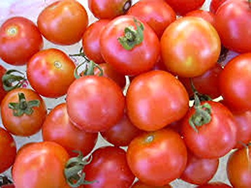 Tomato, Sweet Large Cherry Tomato Seeds, Heirloom,20 Seeds, Tasty, Great for Salads
