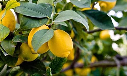 zcbang 20+Pcs Rare Lemon Tree Indoor Outdoor Available Heirloom Fruit Seeds