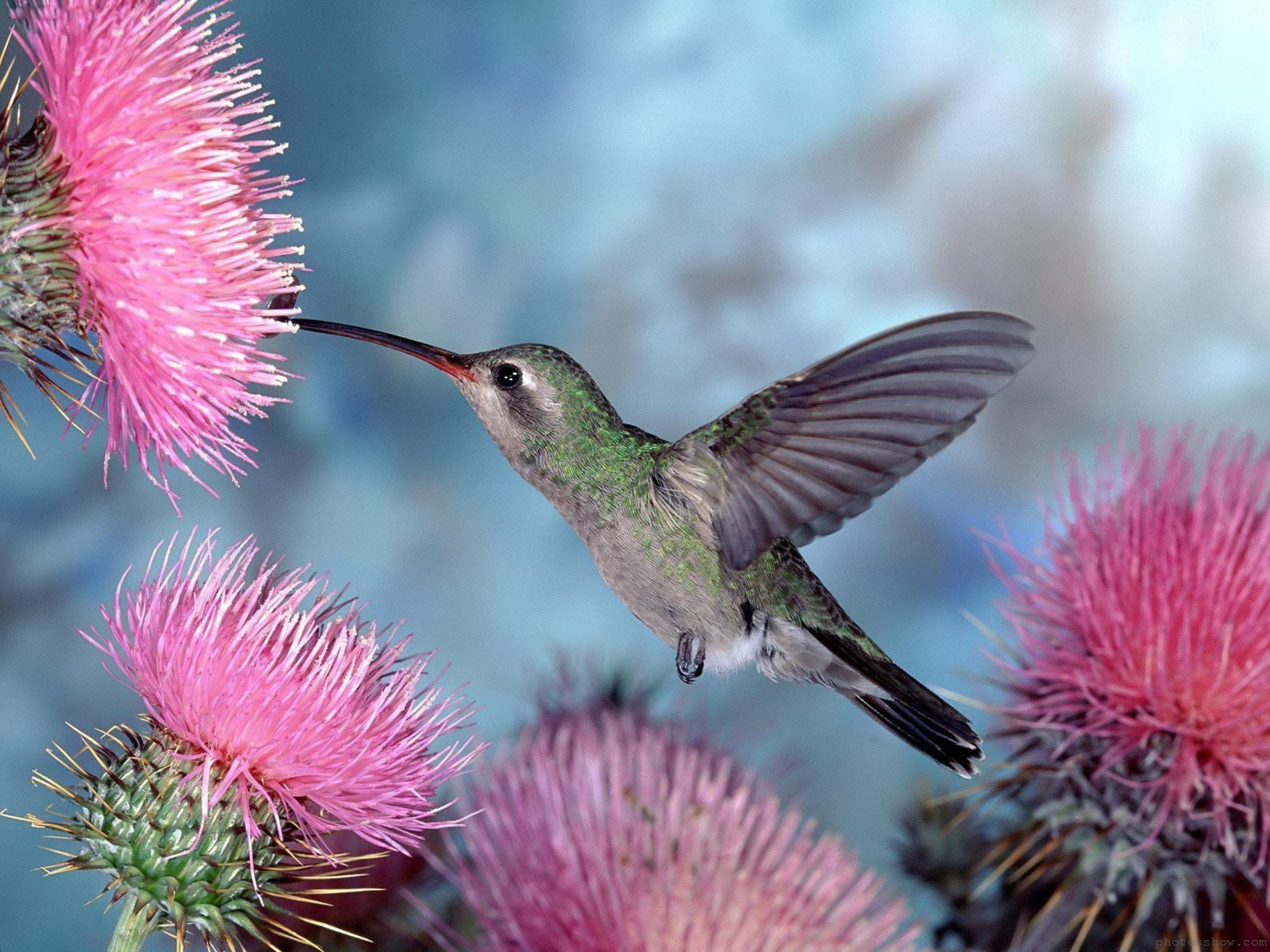 Hummingbirds - Bird 8 x 10 / 8x10 Glossy Photo Picture Image