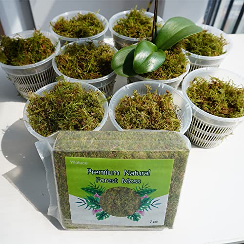 Yilotuce 7 oz NaturalĀ Orchid Moss for Potted Plants, Nice Soilless Potting Soil for Seedling and Cutting, Good Idea for Reptile Terrarium, Crafts, Garden Decoration