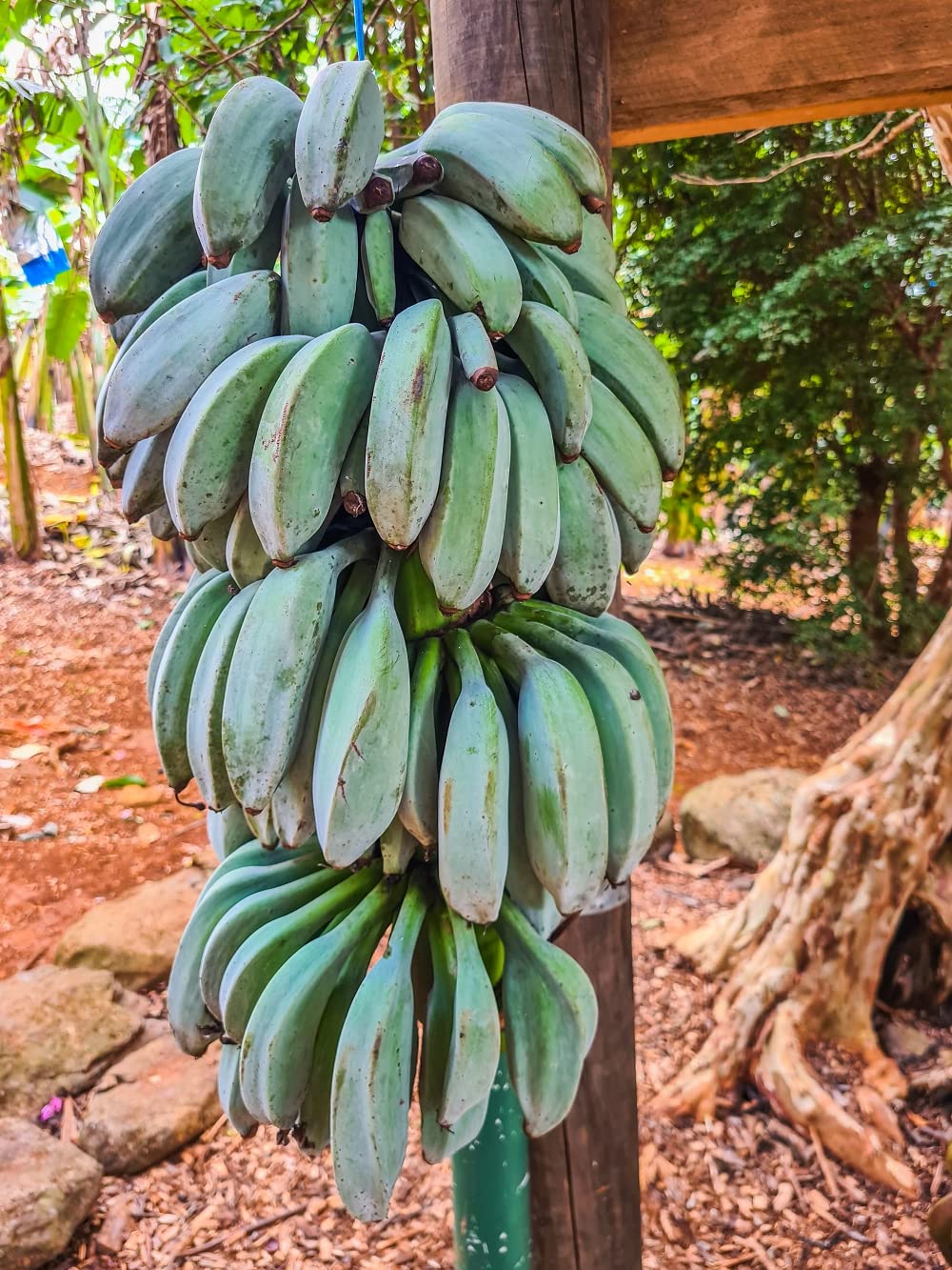 Ice Cream Banana Tree, Blue Java Banana Plant Live, Edible Fruit Tree for Planting 4 to 6 Inches