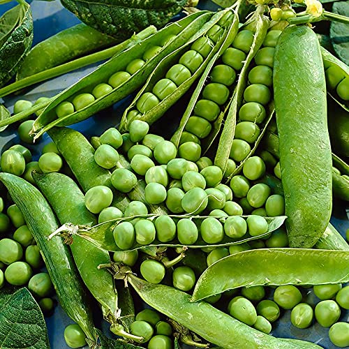 Primo pisello - Kelvedon Wonder - 100 semi selezionati - Pisum sativum - - NPWS
