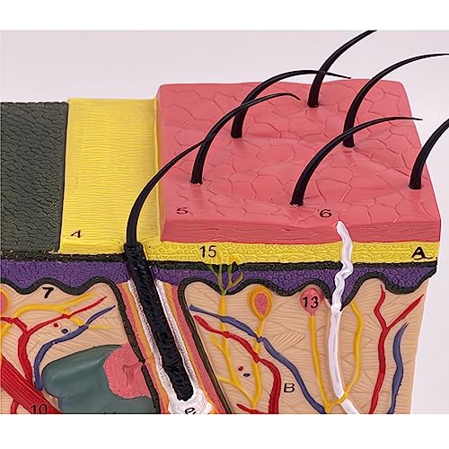 ZALTAS 50X Enlarged Anatomical Model Skin Model Anatomy for Science Classroom Study Display Teaching Medical Model Human Body Anatomy Replica A