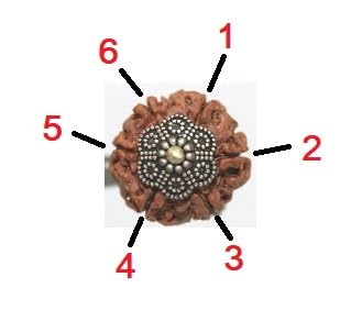 IndianStore4All 6 Mukhi Nepal Rudraksha Penadnt 100% Original Six Face Rudraksha