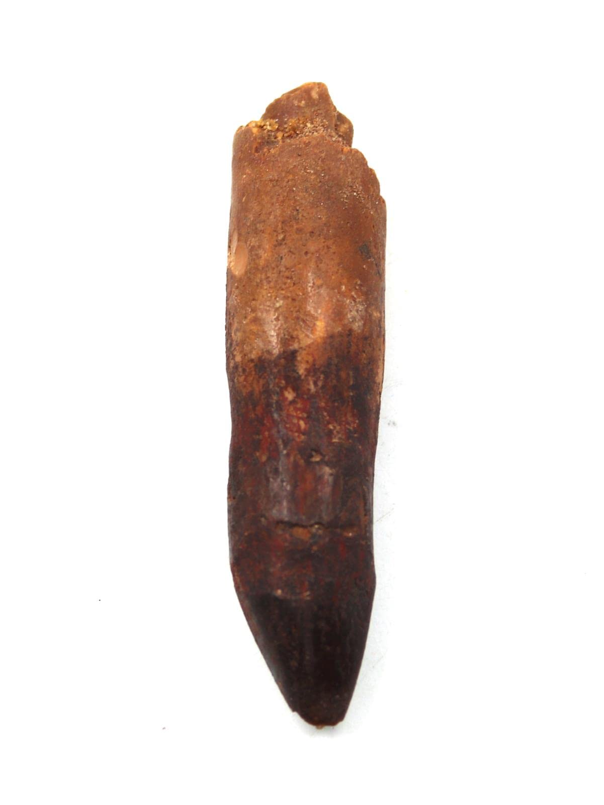 Rebbachisaurus Sauropod Dinosaur Tooth Fossil 1.807w/ Display Box MDB #17348 13o