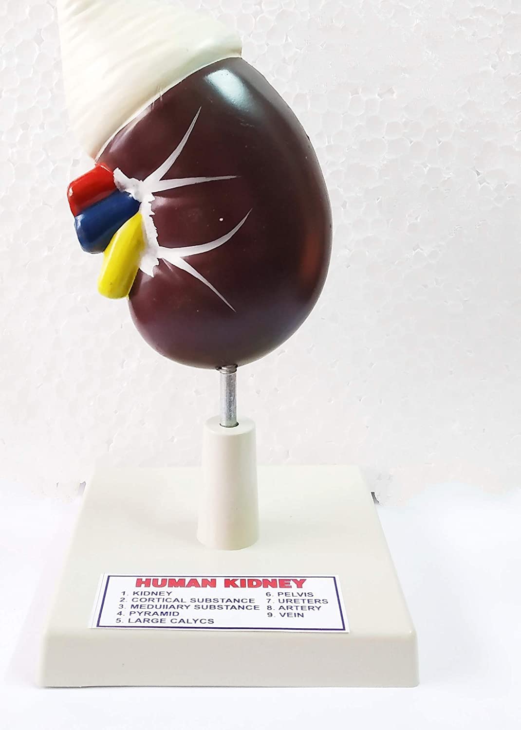 Spancare Human Kidney Model on Stand for Labs and Schools