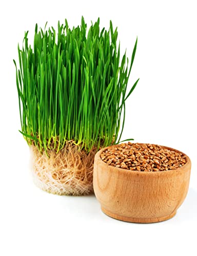 Todd's Seeds - 1 Pound of Wheatgrass Seeds - Non GMO Sprouting Seeds - Grind Into Whole Wheat Flour - Pet Grass - Cat Grass for Indoor Cats - Wheat Grass Seeds