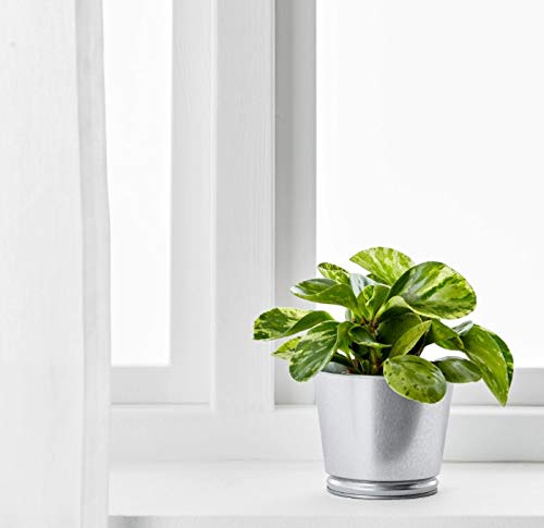 Mini Metal Buckets, 5-Pack Tin Bucket for Buffet Party Supplies, Flower Vases, Wedding Supplies, and Table Decoration
