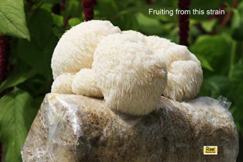 Root Mushroom Farm-Mushroom Liquid Cultures/Lion's Mane(Hericium erinaceus)