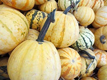 Potseed Germinazione I Semi: 25 + Semi: Semi di Zucca: Zucca Millionaire Seme Semi freschi di Trasporto