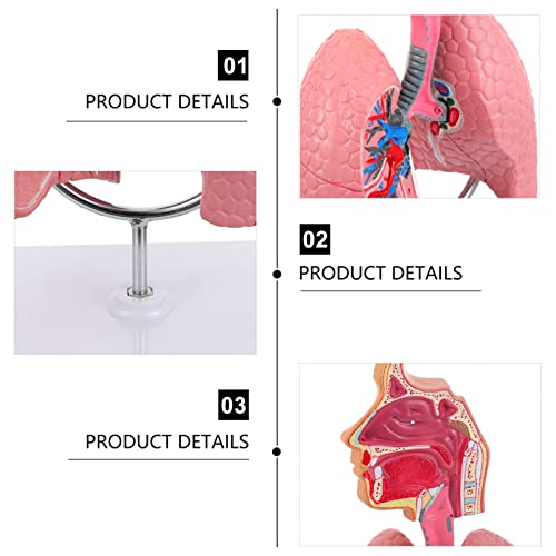 VILLCASE Human Nasal Cavity Throat Anatomy Model, Human Lung Model, Respiratory System Lung Model Teaching Tool, for Students Study Display Teaching Model