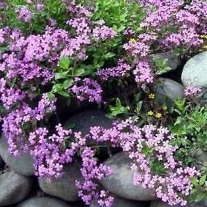 Semi di Roccia Saponaria Rose-Rosa Fiore (Saponaria ocymoides) 100 + Semi
