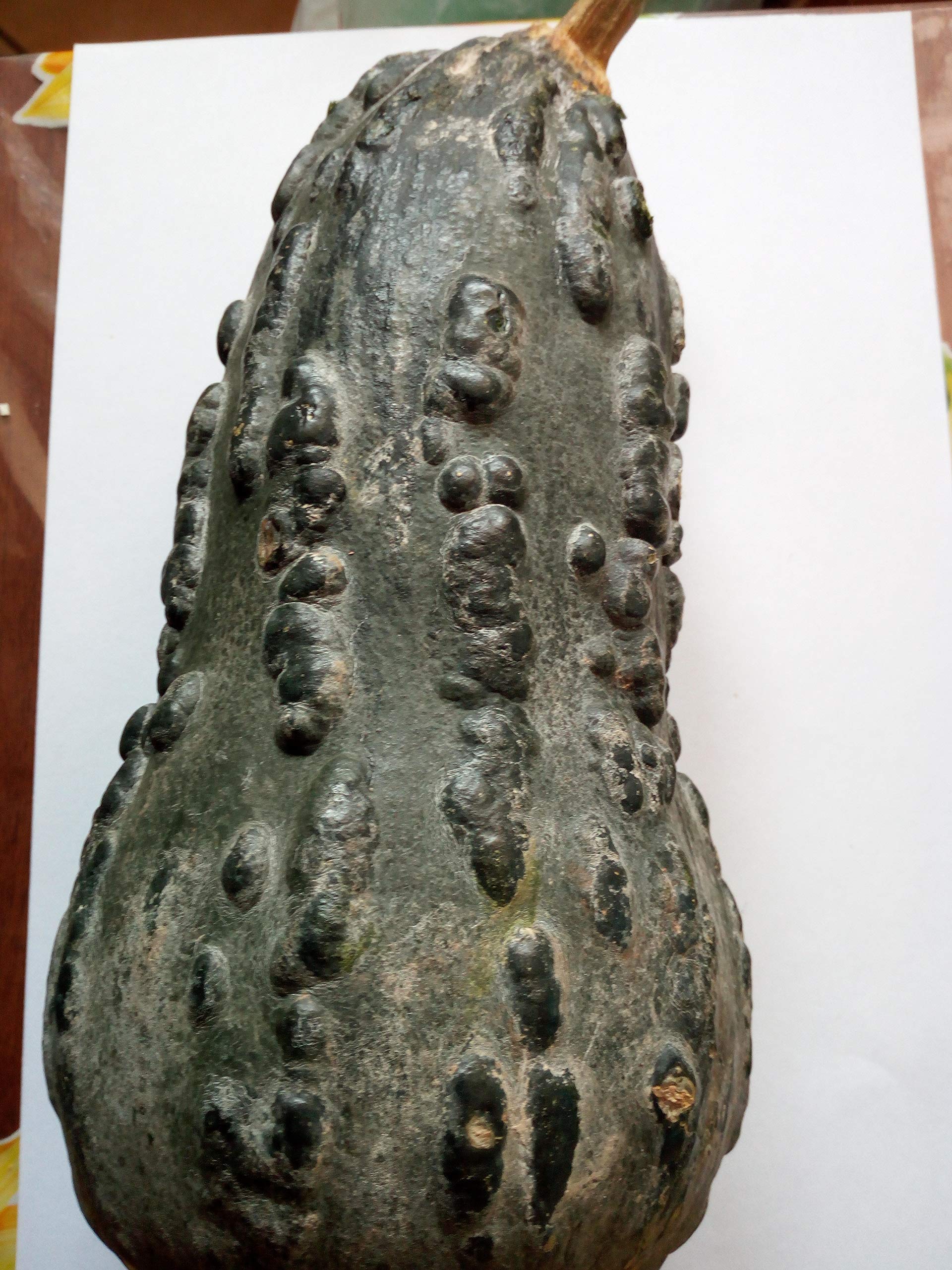 SEMI DI Zucca ZAPALLO Loche DEL Peru'