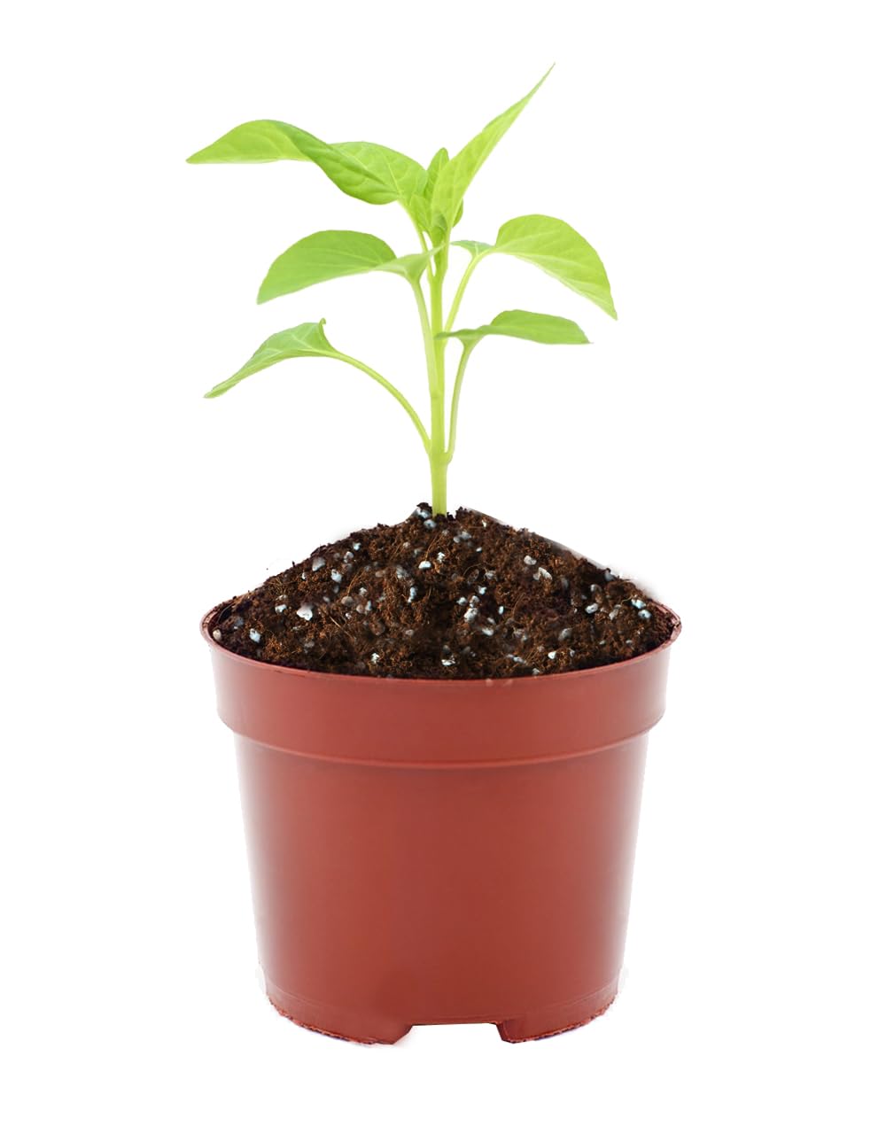 JFWOD 10 Quart 70/30 Coco Coir Perlite Potting Mix, Organic Garden Soil for Plant Growth, Great for Gardening Plants Flower Herbs and Vegetables