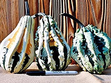 Potseed Germinazione I Semi: 25 + Semi: Seme Della Zucca: Super Ali Zucca Seme Semi freschi di Trasporto