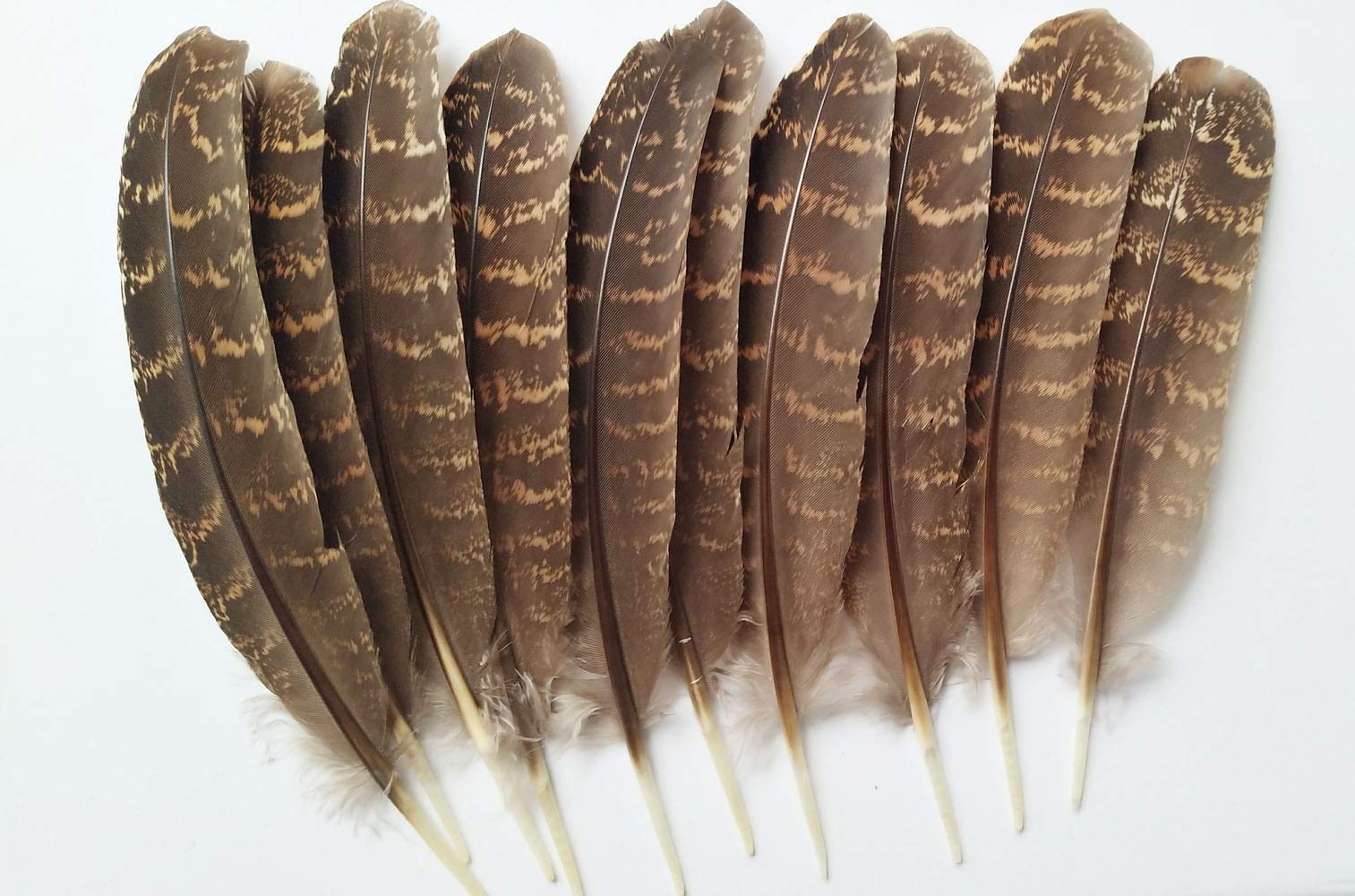 Lampu 10 Pcs 13-15 inch Natural Pheasant Feathers Pheasant Tails