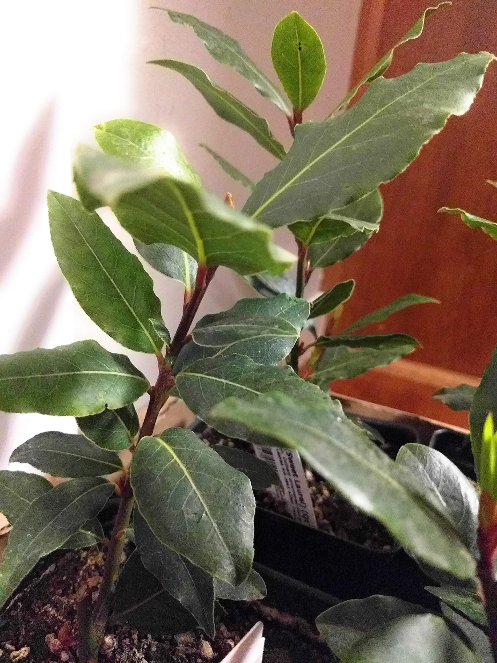 Laurus nobilis - 'Bay Leaf Tree' - Bay Laurel or Sweet Bay - Live Plant