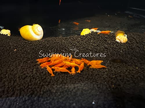 Swimming Creatures 10 Orange Sunkist Neocaridina Freshwater Aquarium Shrimp. Live Arrival Guarantee.