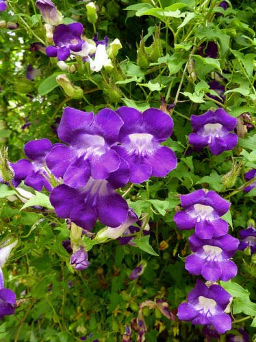Semi freschi - Dwining Snapdragon - Asarina Scandens - 10 semi - scalatore con Fiore tubolare