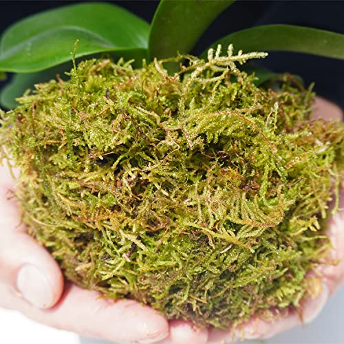 Yilotuce 7 oz NaturalĀ Orchid Moss for Potted Plants, Nice Soilless Potting Soil for Seedling and Cutting, Good Idea for Reptile Terrarium, Crafts, Garden Decoration