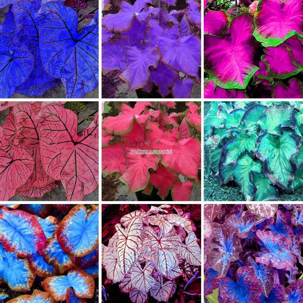 Portal Cool Tipo 15: Semi di Caladium Della Thailandia Semi di Semi perenni Giardino Pianta dei Zz