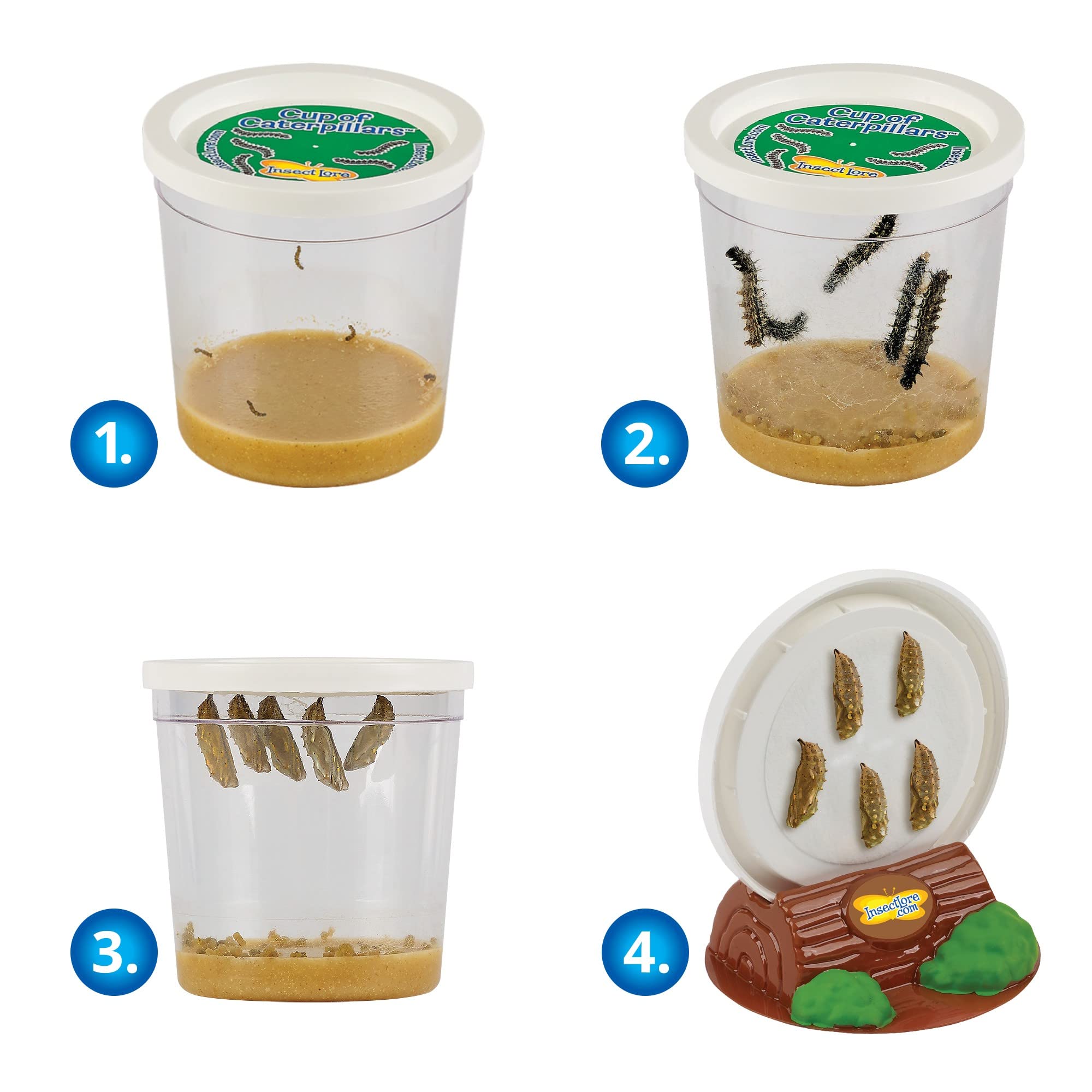 Insect Lore Live Cup of Caterpillars with Dual Lens Magnifier and Butterfly Life Cycle Stages